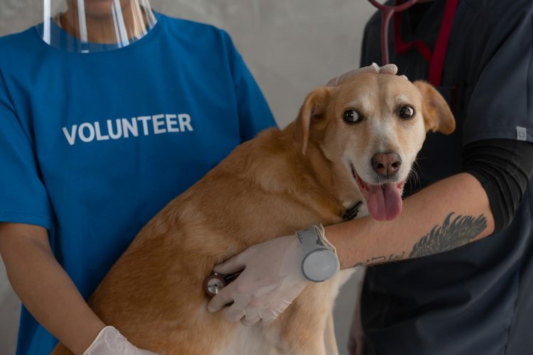 10 Ways to Support Animal Shelters | Pet Parenting