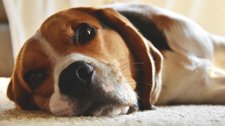 Beagle Dog Breed Guide: History, Fun Facts & Care Tips