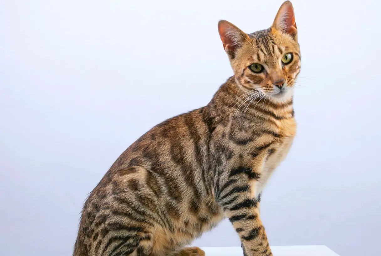 Bengal Cat Breed Guide: Definition, Traits, History & More!