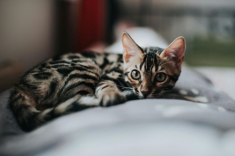 Les Races De Chatons Les Plus Mignonnes Les Plus Belles Races De Chats