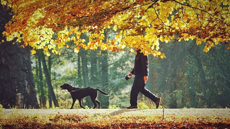 10 Tips for Good Dog Owner Etiquette| Pet Parenting
