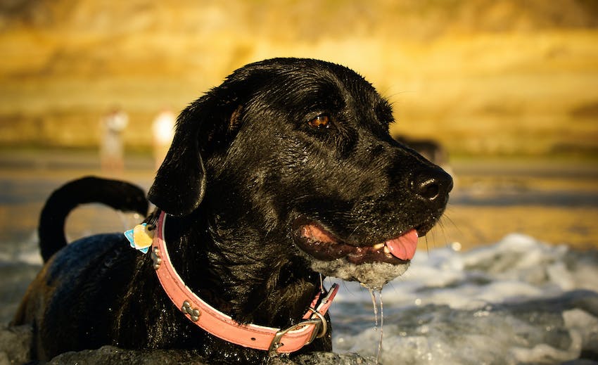 8 Dog Breeds that Like to Swim | Pet Parenting