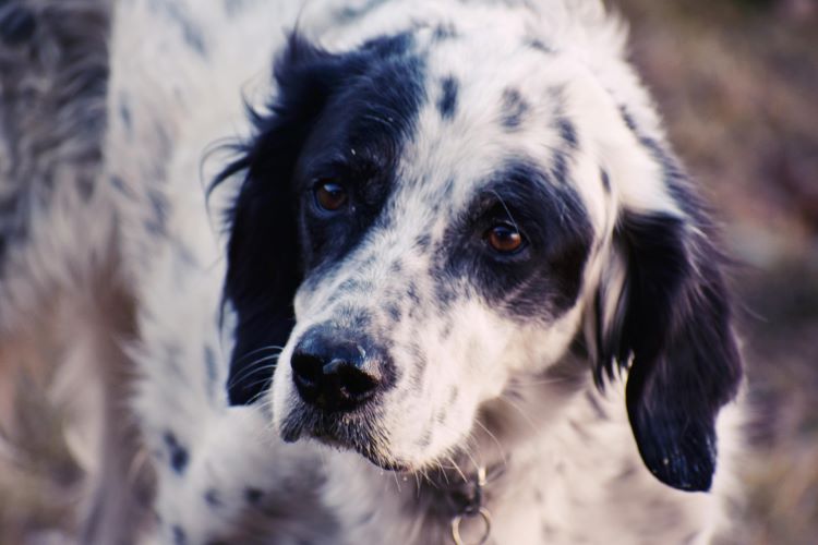 What is Lost Dog Awareness Day? | Pet Parenting