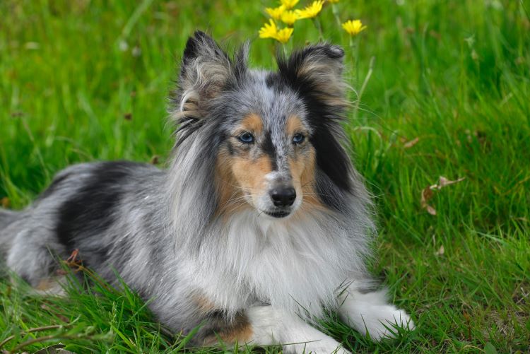 Top 10 Easiest Dog Breeds to Train (According to Science)