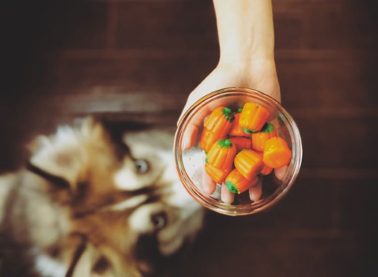 5 Halloween Candies Dangerous to Pets | Pet Parenting