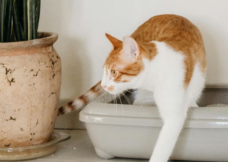 How to Get Rid of Cat Urine Odor in 6 Easy Steps