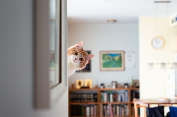 7 Tips to Keep Your House from Smelling Like Your Pet
