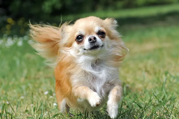 10 Top Aggressive Dog Breeds | Pet Parenting