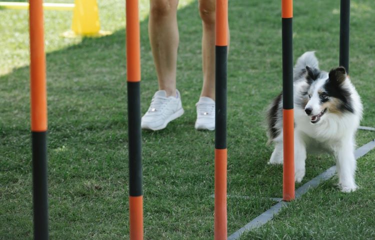 Pro Tips for National Train Your Dog Month| Pet Parenting