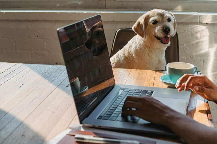 6 Safety Tips for Bringing Your Dog to Work | Pet Parenting