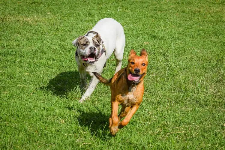 How to Socialize a Puppy: a Guide for Long-term Success