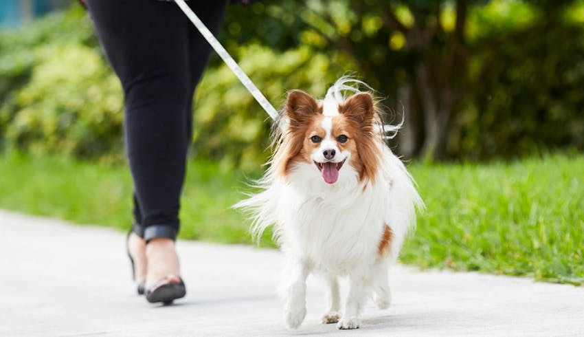 How to Leash Train a Puppy | Pet Parenting