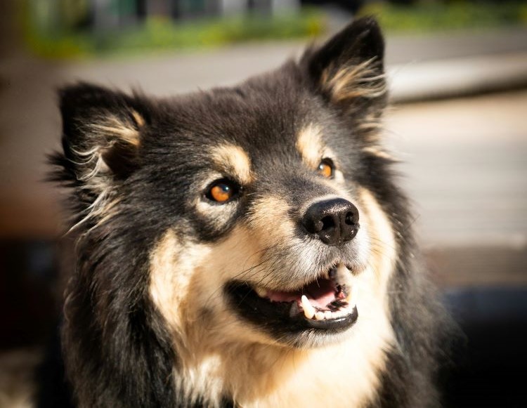 10 Oldest Surviving Dog Breeds (with Photos) | Pet Parenting