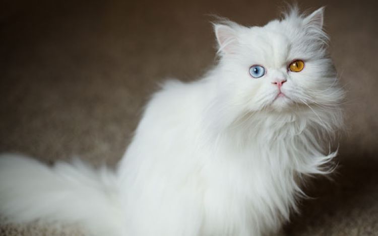 Persian Cat Breed Guide Pet Parenting Persian Cat Breed Guide Pet Parenting