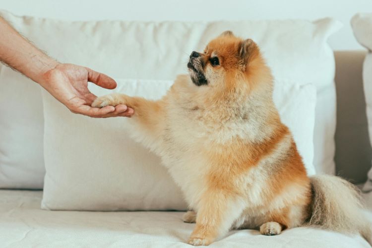 Guide to the Pomeranian Dog Breed: Health, Fun Facts & Floof