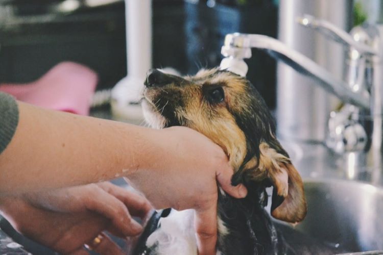 7 Puppy Grooming Tips from a Vet | Pet Parenting