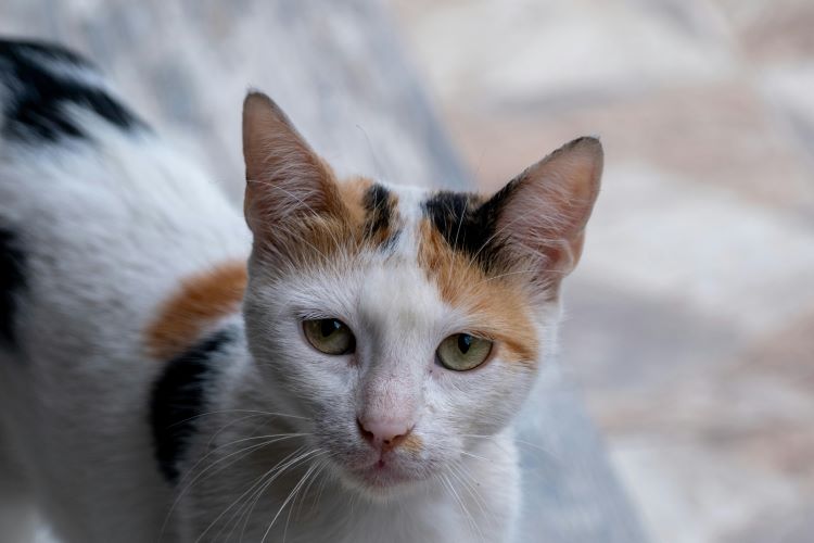 When is Prevention of Cruelty to Animals Month? How You Can Help