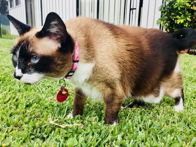 Why Do Some Cat Bellies Sag? | Pet Parenting