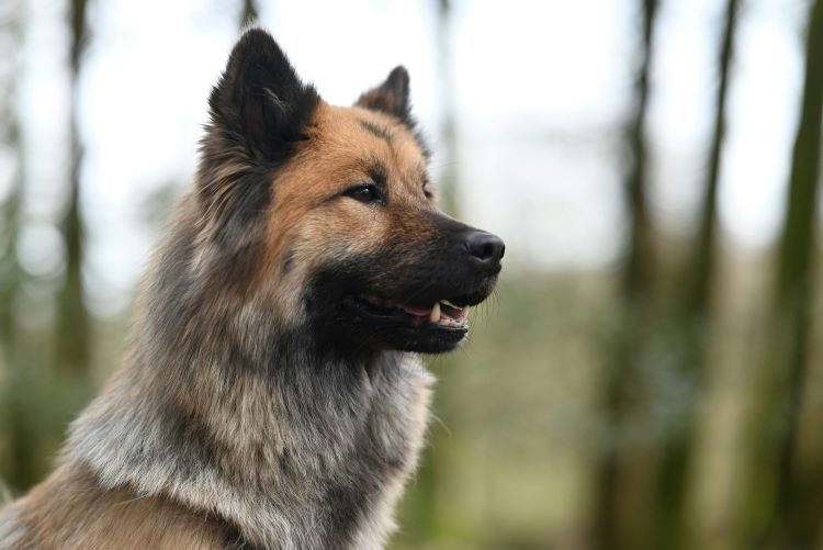 7 Hidden Costs of Dog Ownership (and How to Handle Them)