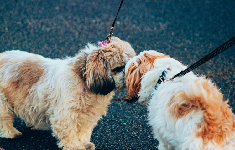 How to Socialize a Puppy: a Guide for Long-term Success