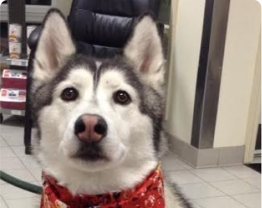 DIY ThunderShirt (Stress Vest) for Dogs | Pet Parenting