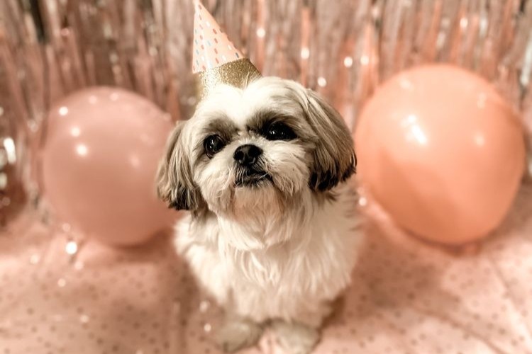 10 Fun Ways to Celebrate Your Pet’s Birthday | Trupanion