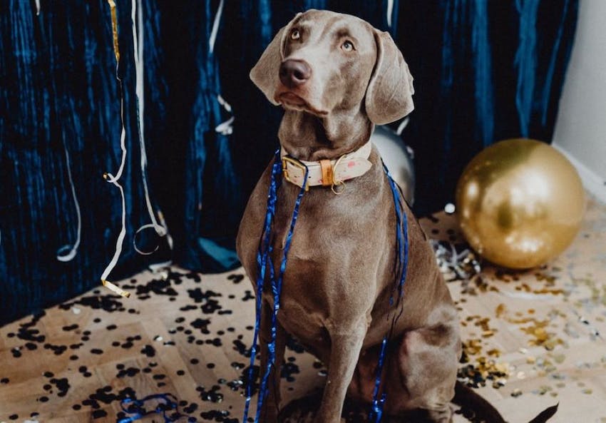11 New Year’s Resolutions for Pets | Pet Parenting