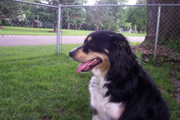 9 Ways to Memorialize a Pet | Pet Parenting