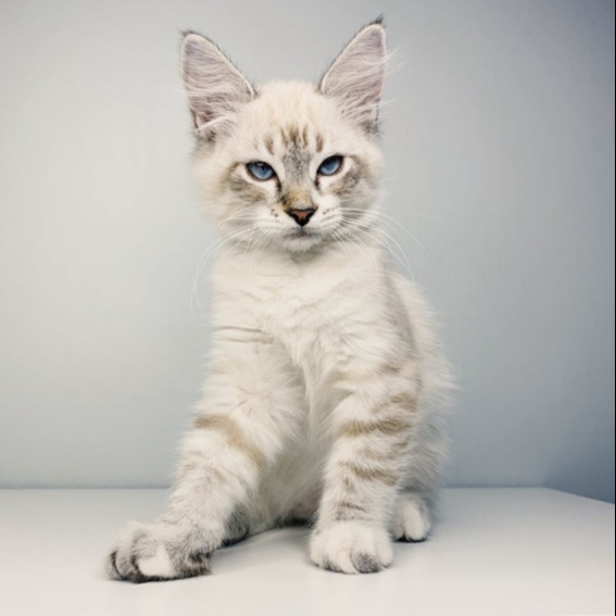 Why Do Cats Spray? Reasons & Tips to Stop it