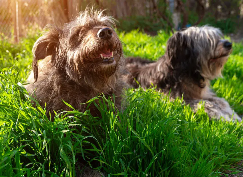 How to Get Rid of Pet Fleas: 7 Tips for Pet Owners